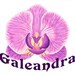 galeandra - Etsy