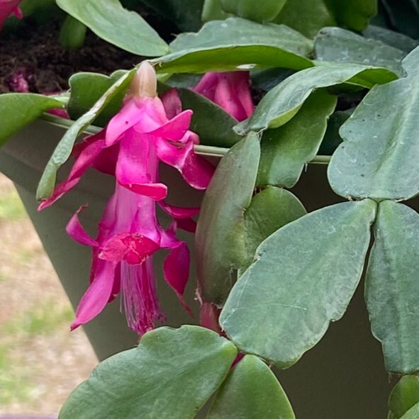 CGplants - Holiday Cactus/true Christmas Cactus - Etsy