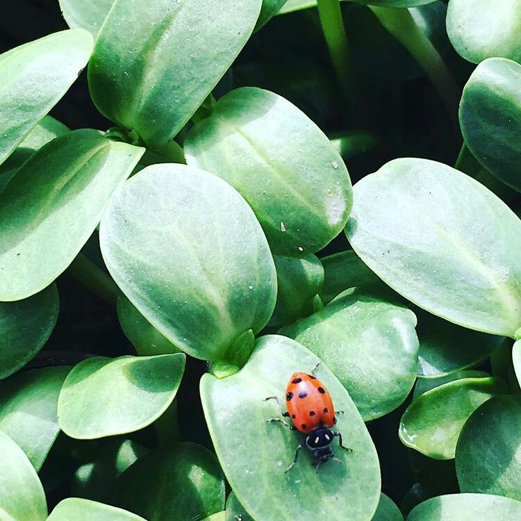 BioDiverseCityFarms - Etsy
