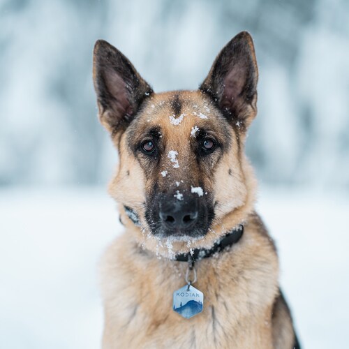 AlpineTailsOfficial - Etsy