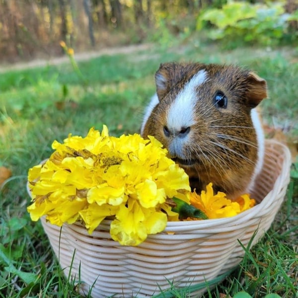 Kids Bunny Chore Chart Easy Rabbit Care Organization for Kids, Adults ...