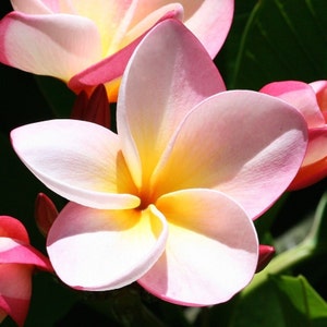 Frangipani Svg, Lei Cut File Svg, Hawaiian Flower Svg, Plumeria Svg ...