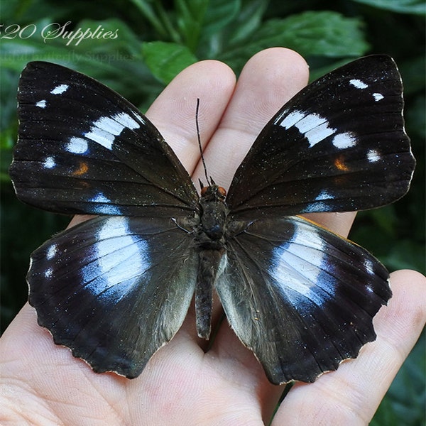 Real Butterfly ,spread Butterfly,nature Blue Butterflies, Holly Blue ...