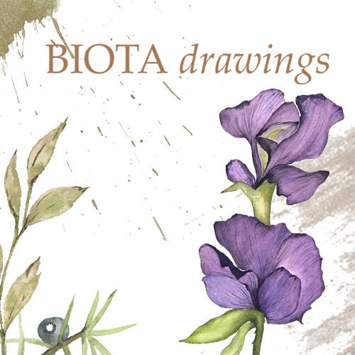 BiotaDrawings - Etsy