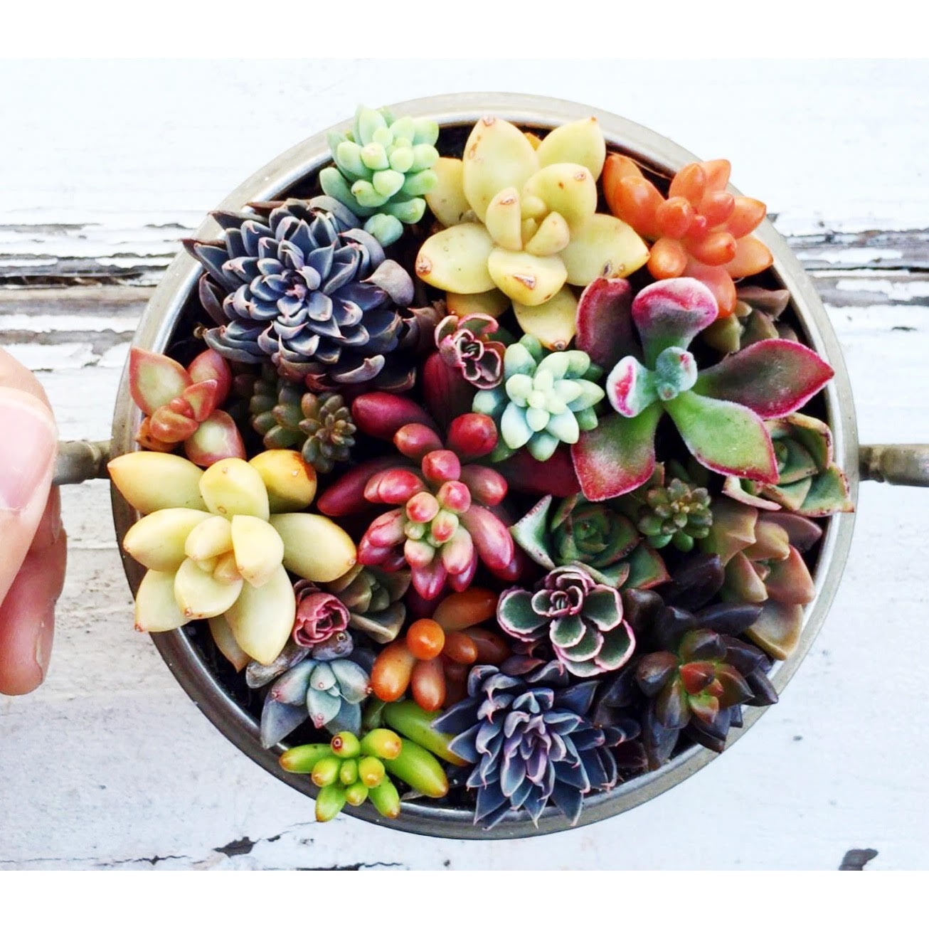 goodmorningcactus - Etsy