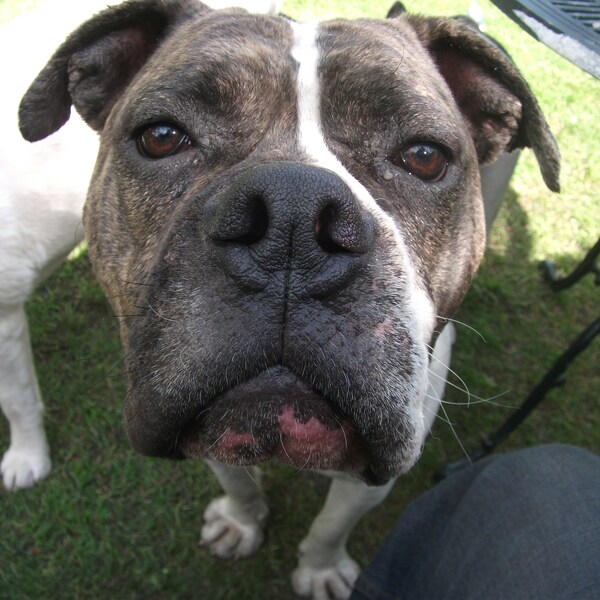 Suzy the Snake, Crochet Pattern for Sweet Snake Toy. Part of He Chinese ...