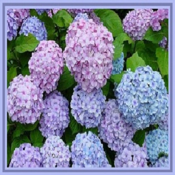 GRAY WOLF HAT Embroidered Men Women Wildlife Baseball Cap Price ...