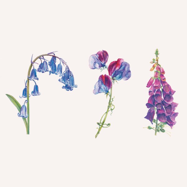 Bluebell Watercolour Print - Etsy UK