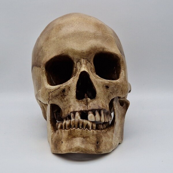 Toothless. Plaster of Paris Life Size Human Skull Replica. - Etsy UK