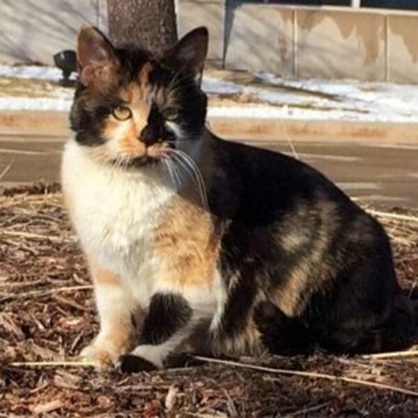 INCLINE 30 Degree Hand Made Wood Frame for Cardboard Cat Scratcher ...