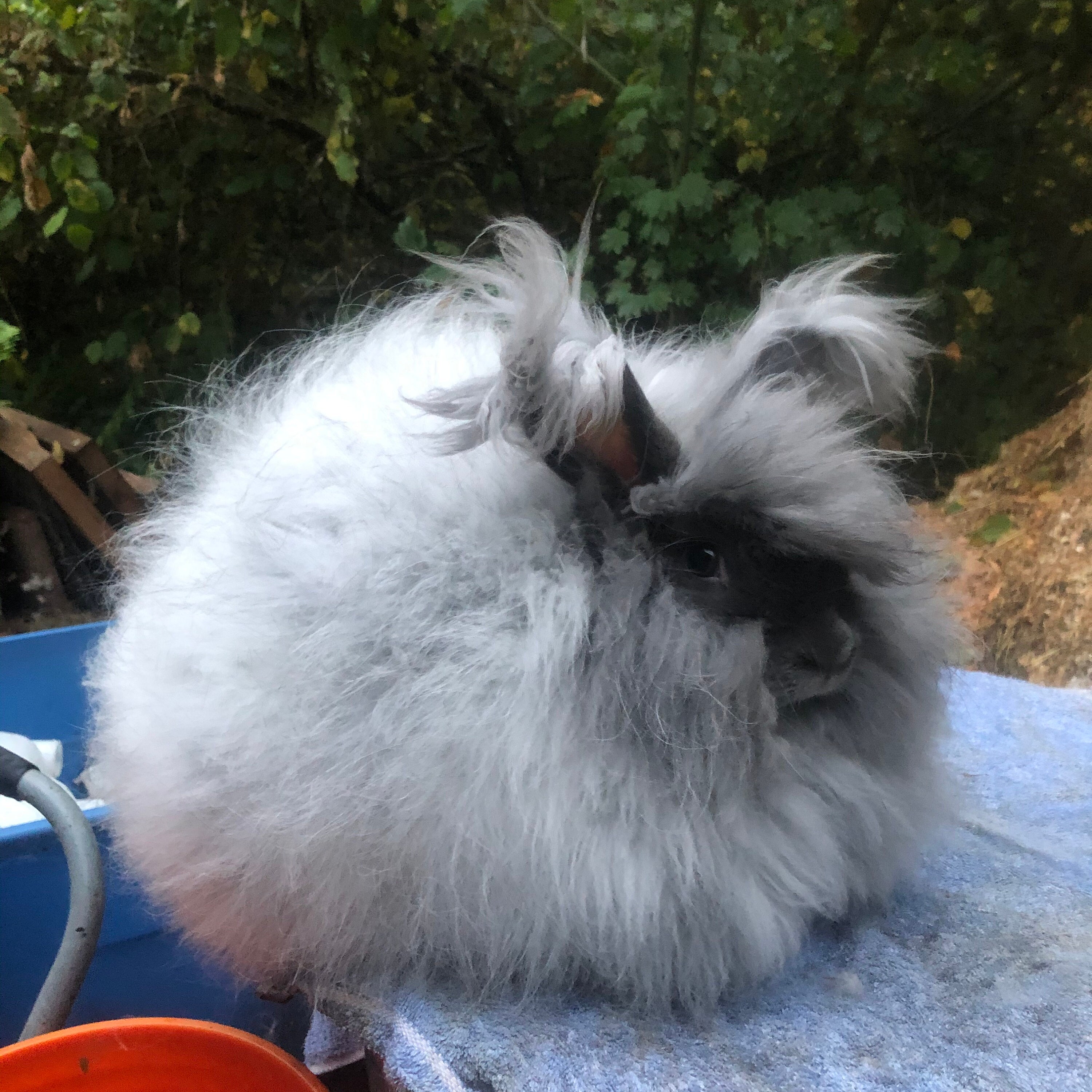 BlakesAngoras - Etsy