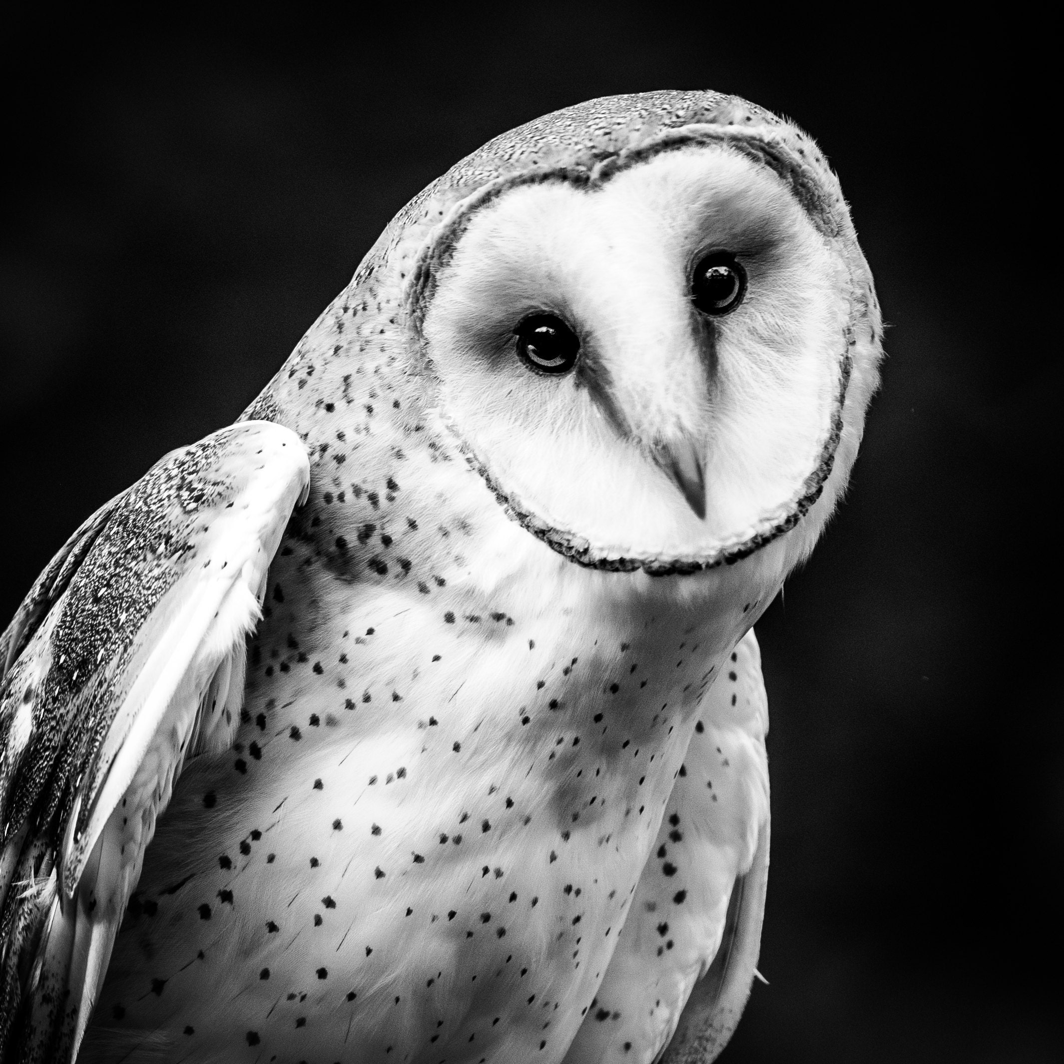 Owl Black And White Photography