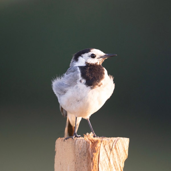 A Pet High Resolution Photography of Cat for Wall Decor, Other Prints ...