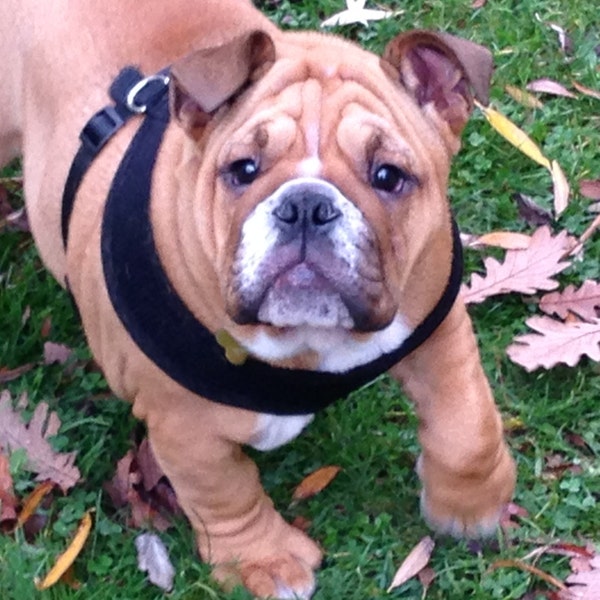 Vintage Circa 1980s 'on Your Engagement' Donny Mac Card With Super Cute ...