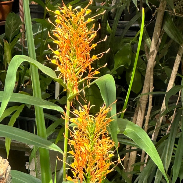Alstroemeria Psittacina Aka Parrot Lily - Etsy
