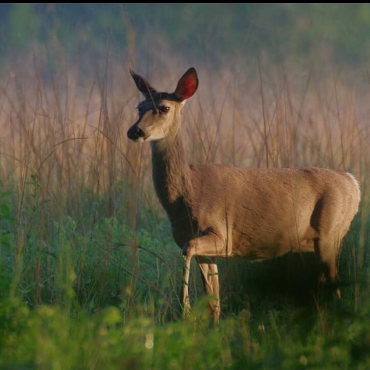 AdolphsonPhotography - Etsy