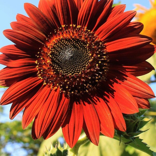Sunfill Green Sunflower Seeds 10 Seeds - Etsy