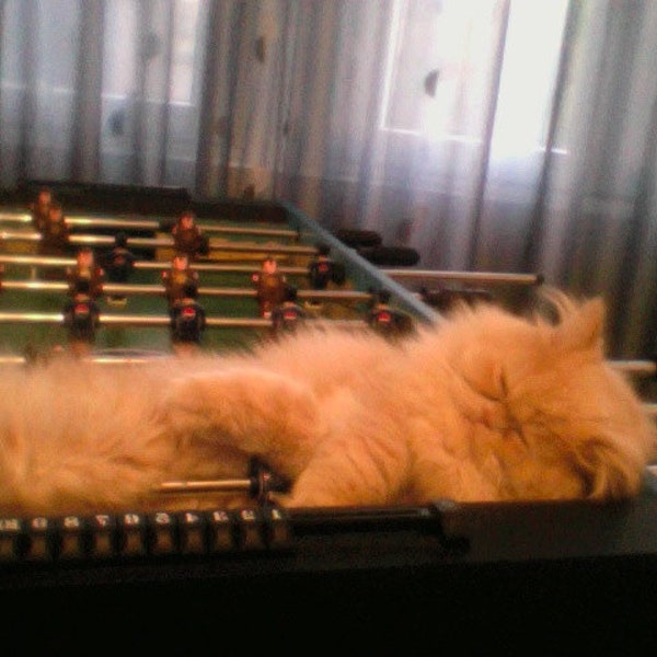 1993 Baron Harley Davidson Buckle freedom 4 Miles Vintage Eagles Belt ...