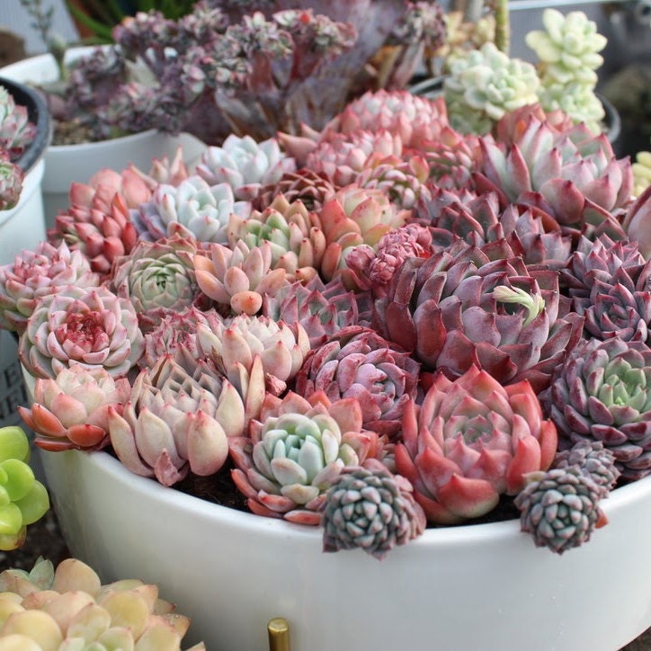 Plants Home & Living Echeveria Ruby Queen Cluster ~ Miniature Rare ...