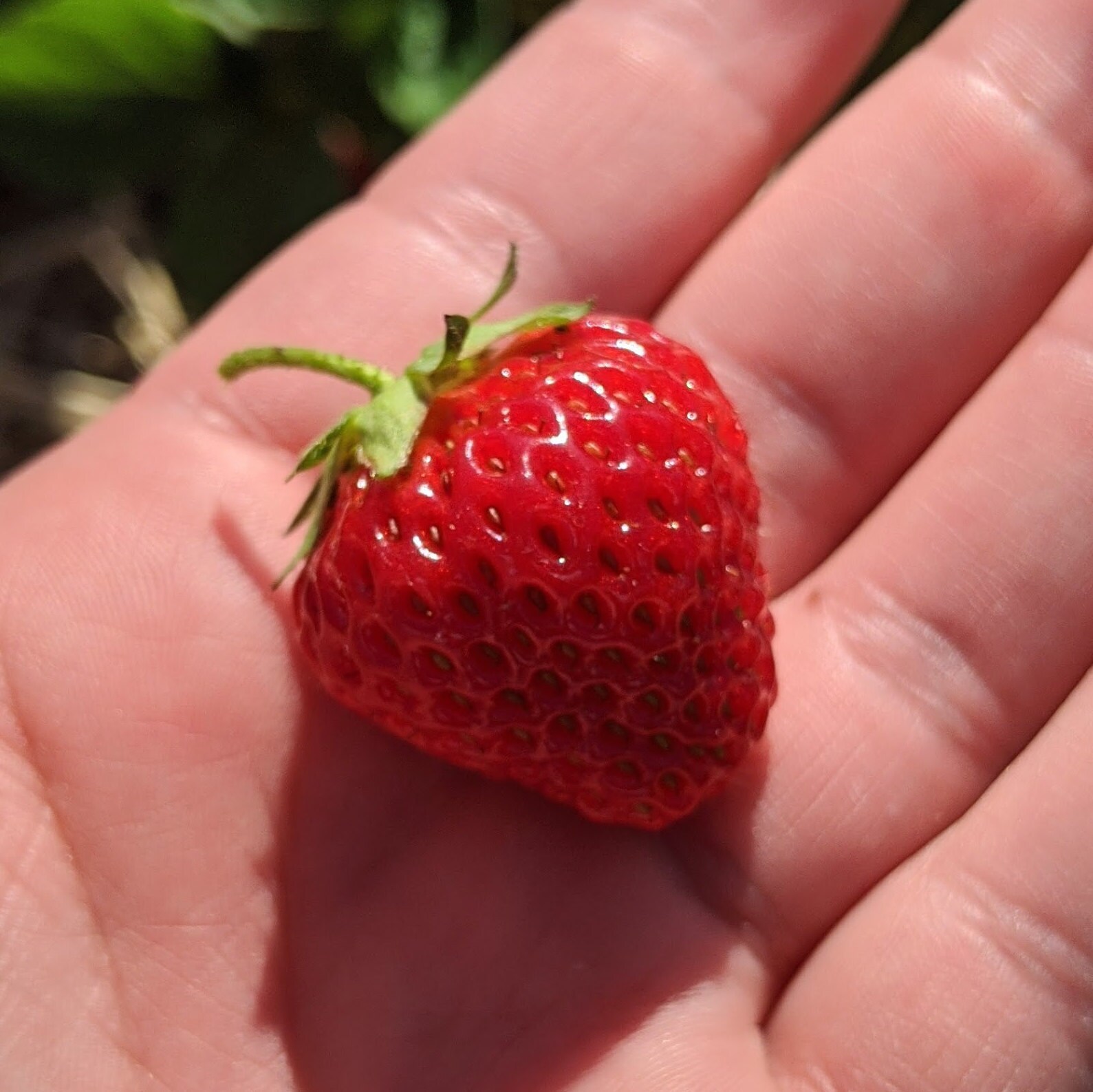 StrawberryBoulevard on Etsy