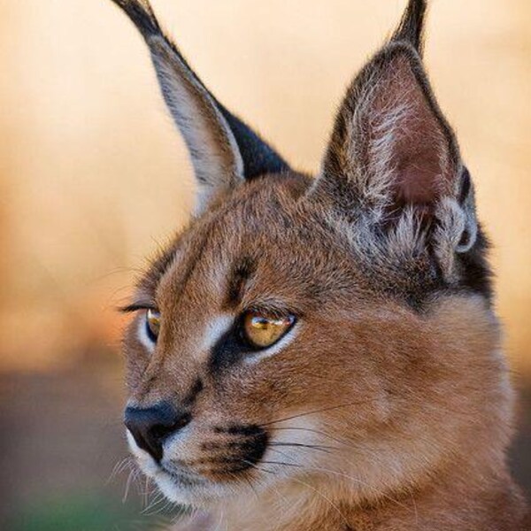 Hyena Ref Sheet Base - Etsy