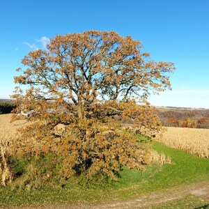 1 3/4 Inch Thick SUPER PLANK Maple Table Top Sawmark Groove Table Top ...