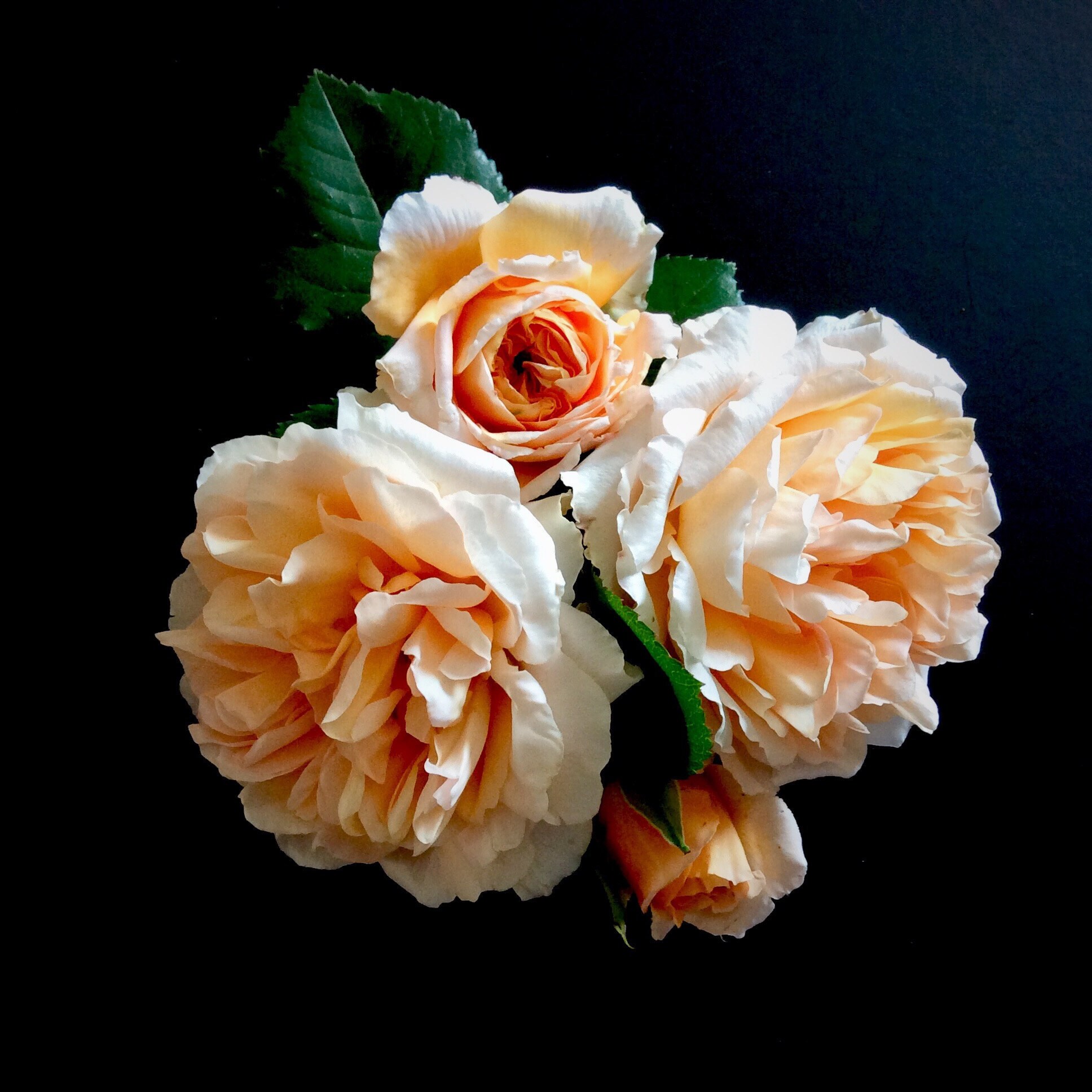 Nadine Kay Designs by Nadinekaydesigns on Etsy