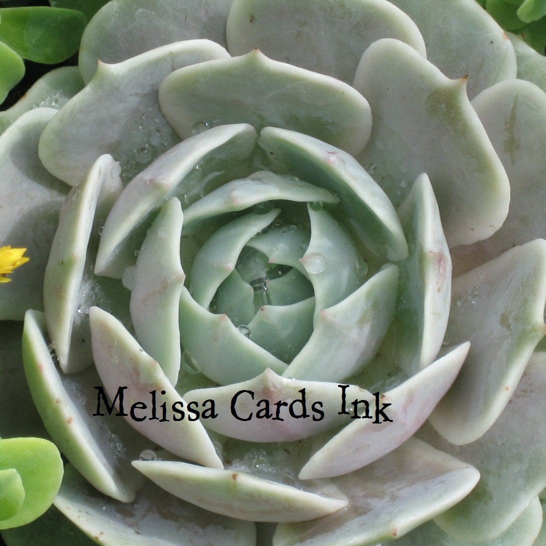 MelissaCardsInk - Etsy