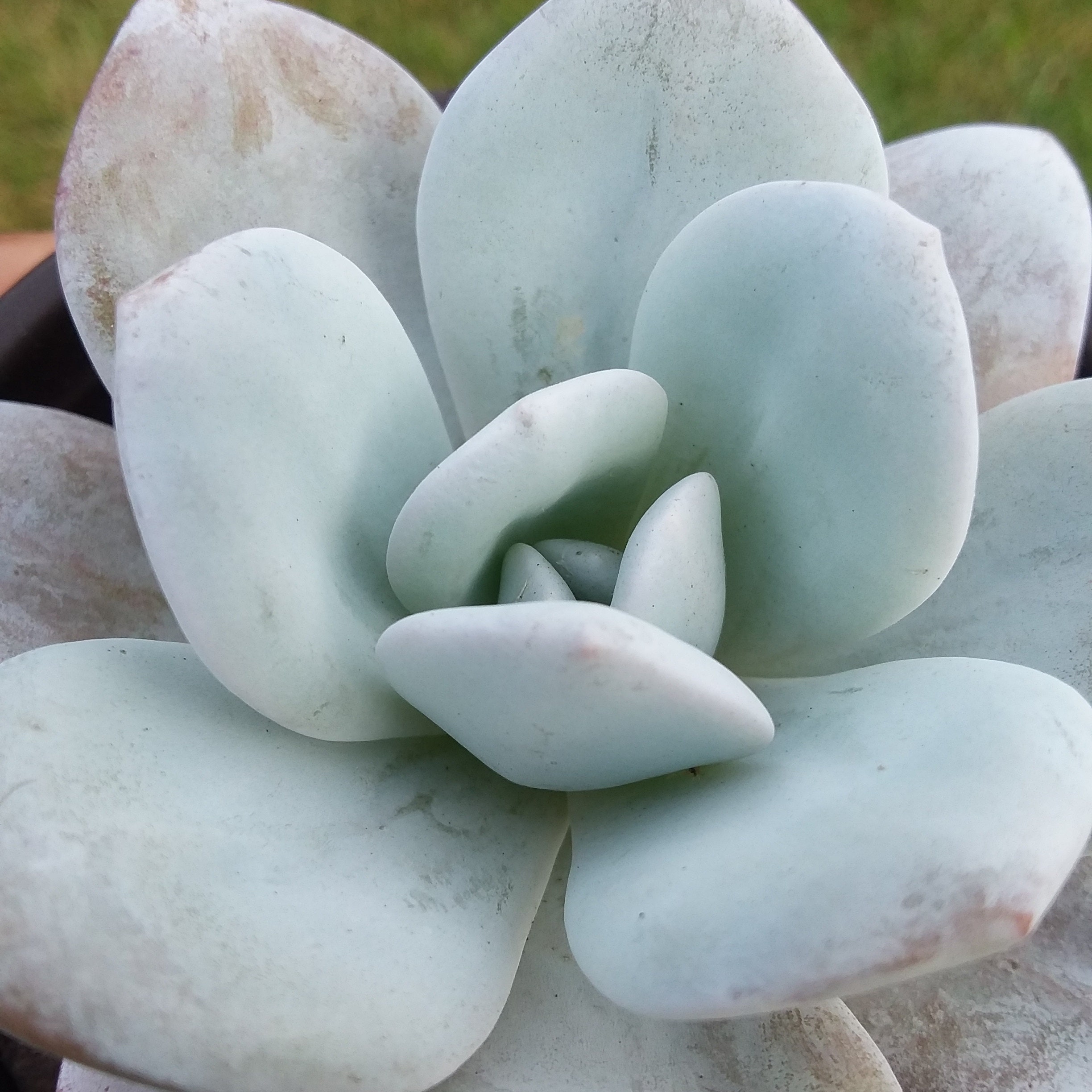 The shop for succulent and plant lovers like you by TheLazyElfShop