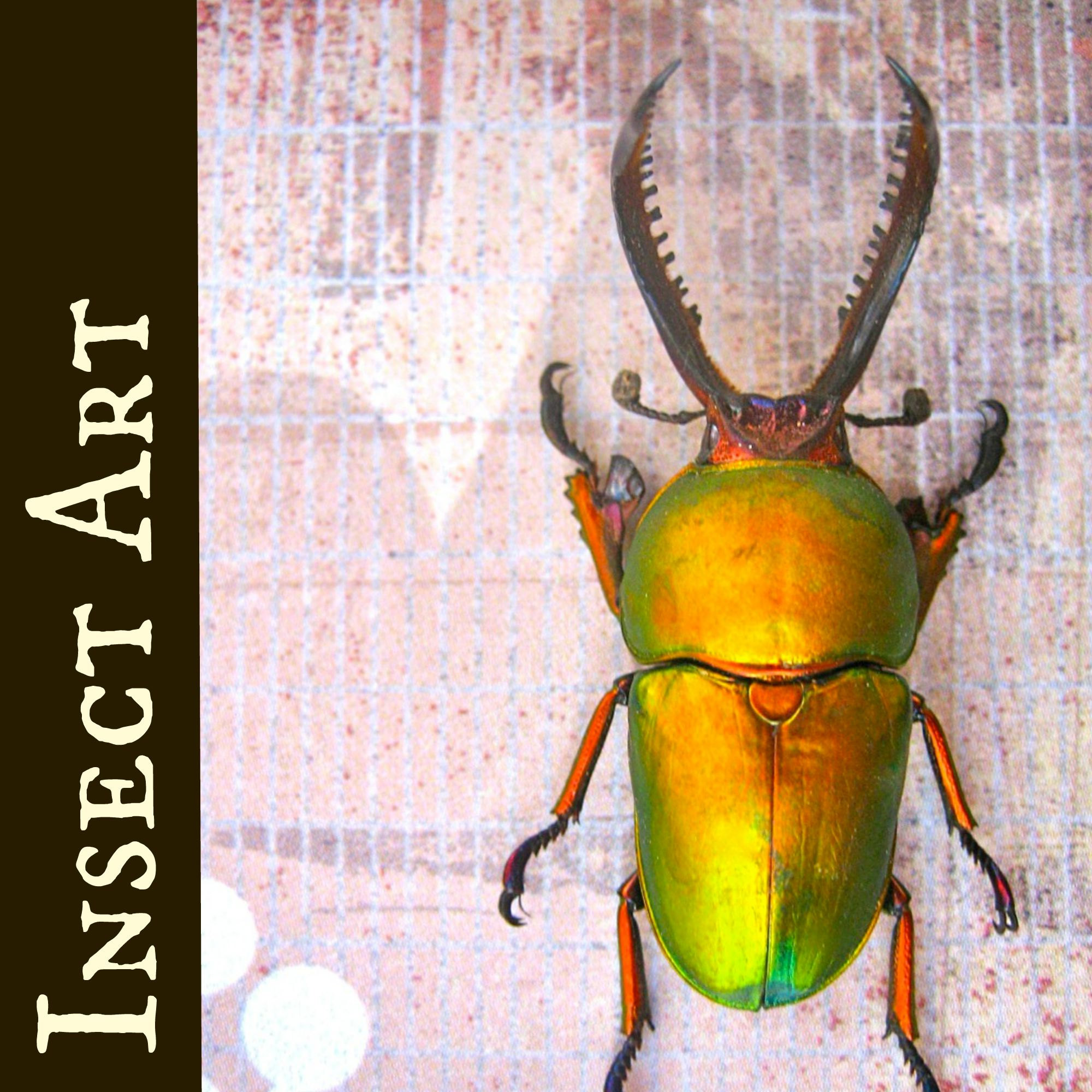 Rhino Beetle Dry-Preserved Beetle Specimens Taiwan Allomyrina dichotoma ...