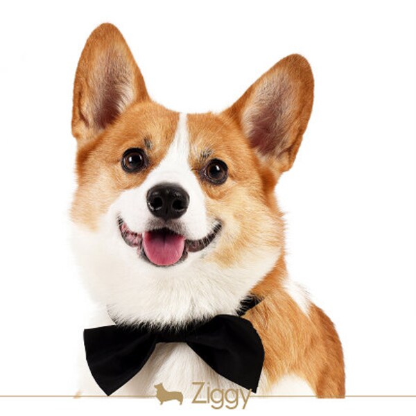 Cute Corgi Mugperfect for Dog Loversadorable Corgi Coffee Mugunique ...
