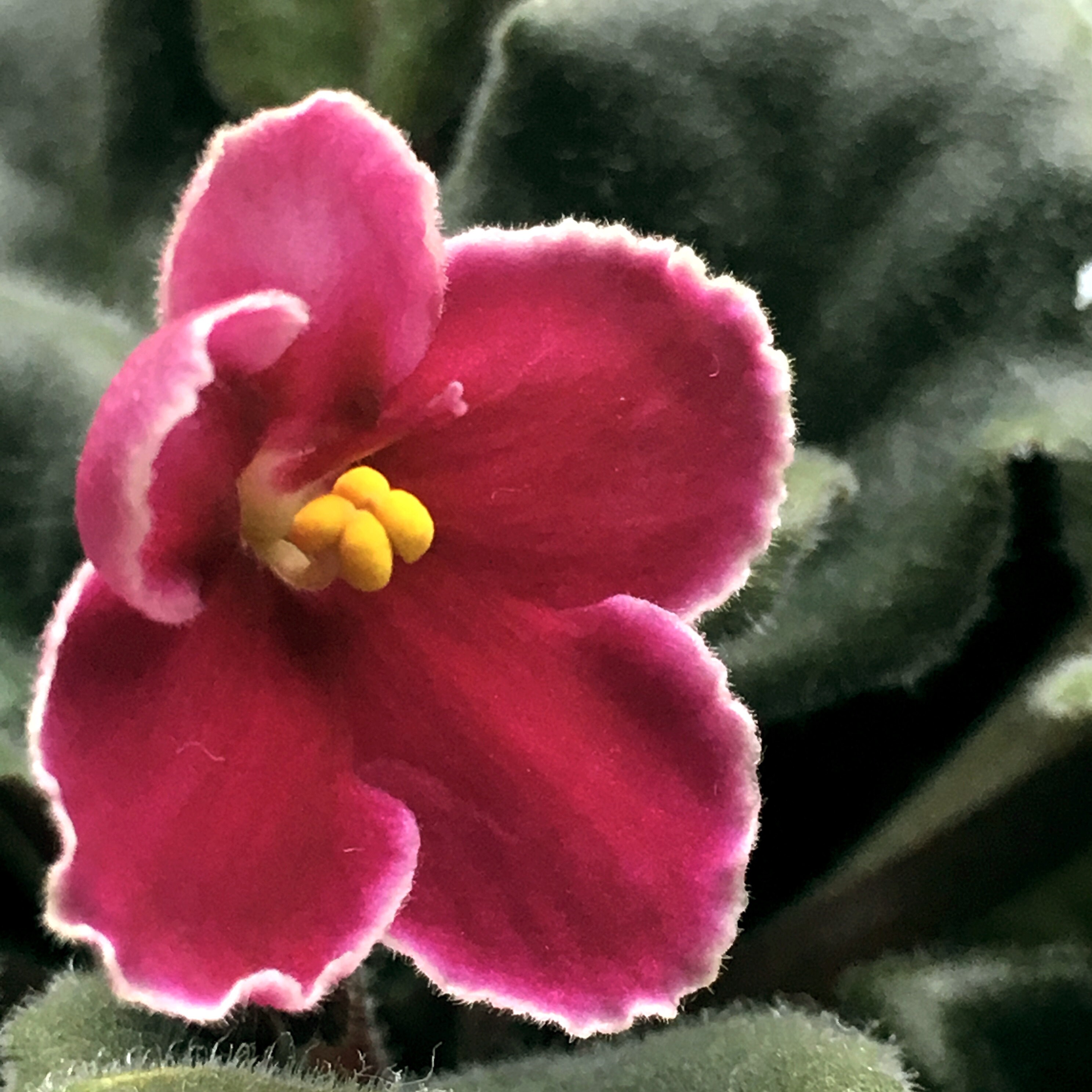 OrchidsGrotto - Etsy