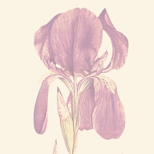 DearIrisVintage - Etsy