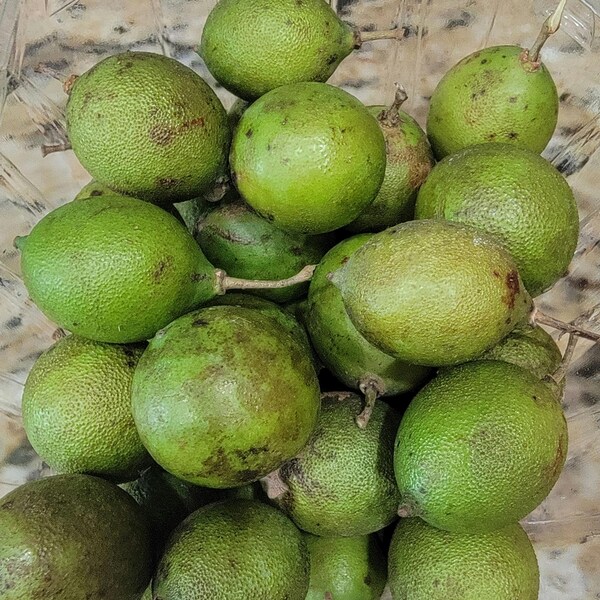 Haitian Tablèt Pistache haitian Peanut Brittle - Etsy