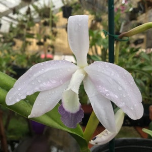 Bc. Yellow Bird B. Nodosa X Bc. Richard Mueller EASY GROWER BLOOMING ...