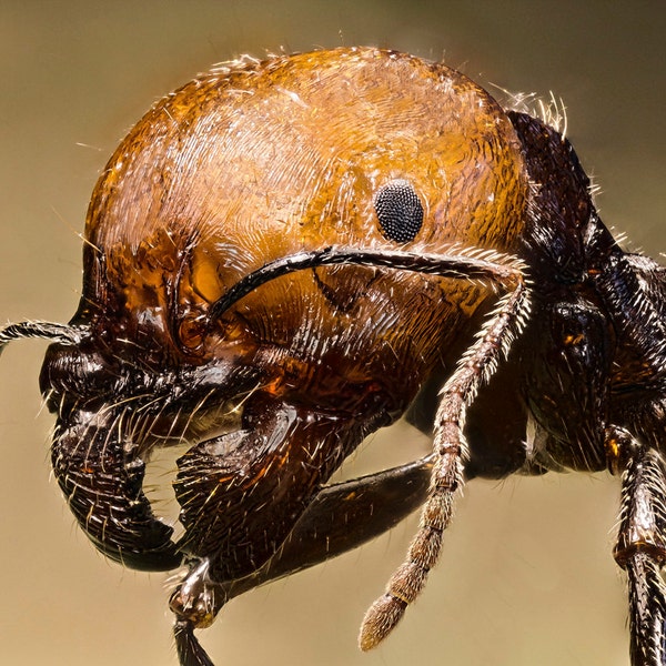 Sand Ant Farm Medium anthill, Formicarium, Educational, Ants NO ANTS - Etsy