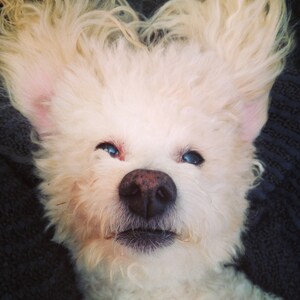 Vintage Japanese Kotobuki Snow Owl Tea Set Teapot and 2 Tea Cups - Etsy