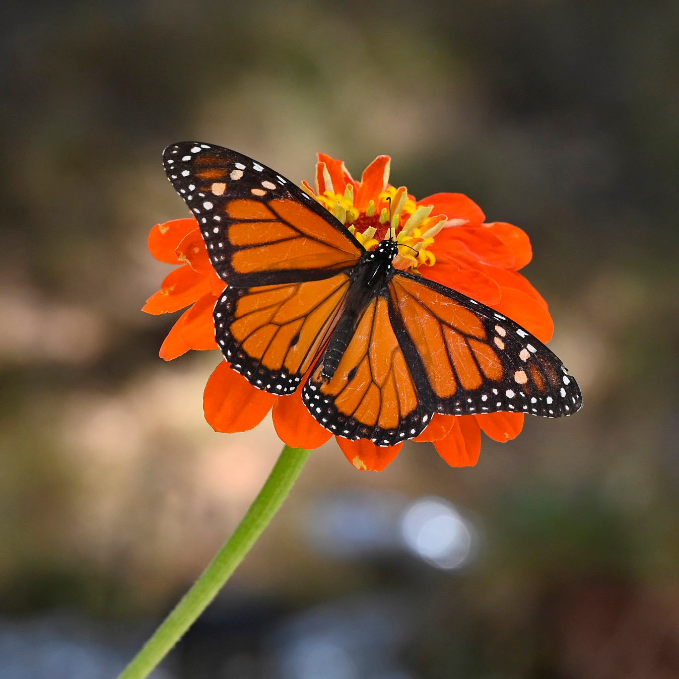 MonarchByCindy - Etsy