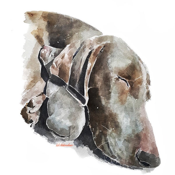Grey Anatomy Brahman Bull . Print Watercolour.brahman Cow Art,brahman ...