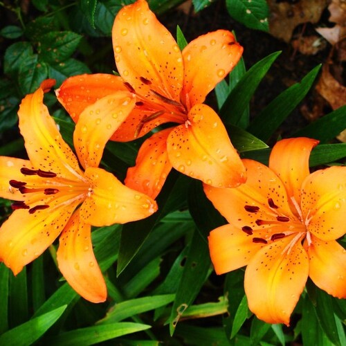 BBLifestyleByAshley - Etsy