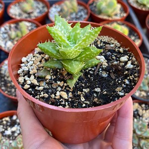 UrbanDesertBlossoms - Etsy