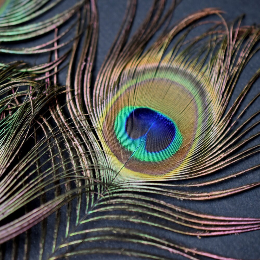 High-quality feathers by PerfectFeathers on Etsy