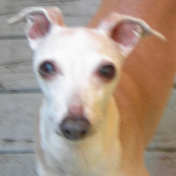 Custom Spiral LEOPARD PRINT Teapot, Exotic Ceramic Teapot, Leopard ...