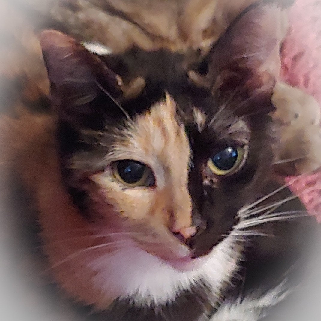 CAT AND DOG THEMED VINTAGE AND HANDMADE by KittiesandMutts on Etsy