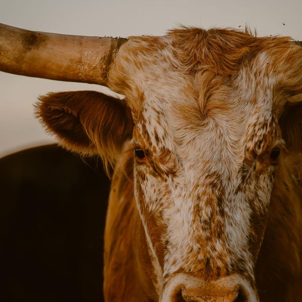 Long Horn Cow Print Modern Farm Art Farmhouse Wall Decor Digital Prints ...