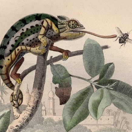 Prints 1839 Rare Antique Gecko Green Horned Spikey Lizard Reptile ...
