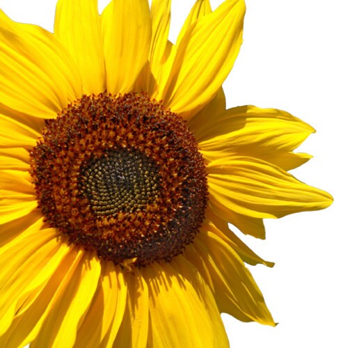 sunflowersusans - Etsy