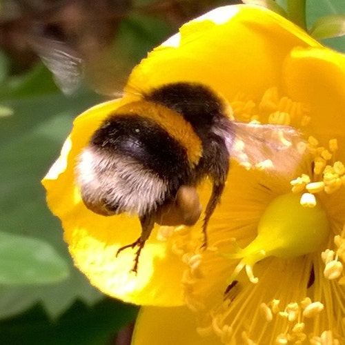 WoollyBeesFibre - Etsy