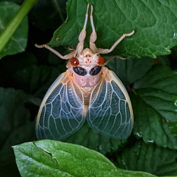 Stolas X Blitzo Stolitz Matte Vertical Posters - Etsy