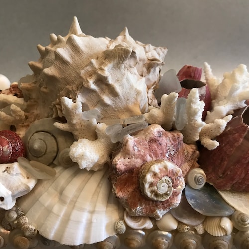 ByDesignShellArt - Etsy